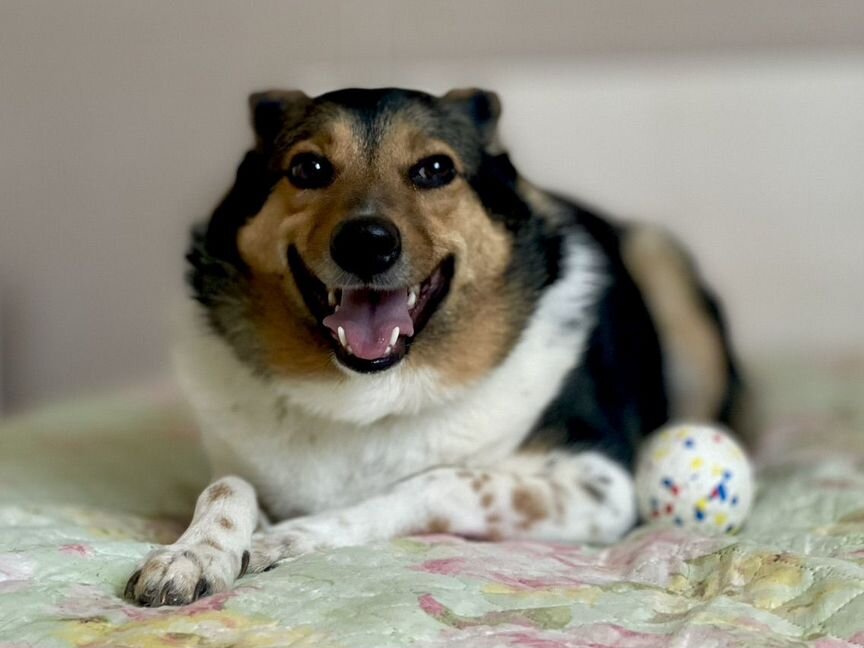 Фунтик ищет дом