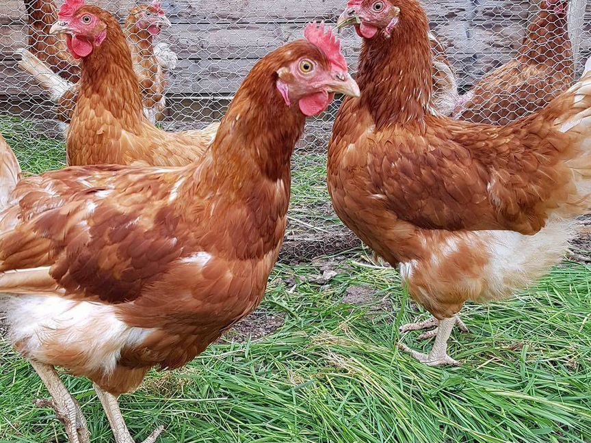 Куры несушки домашние