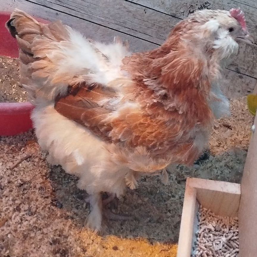 Петух и курица Фавероль