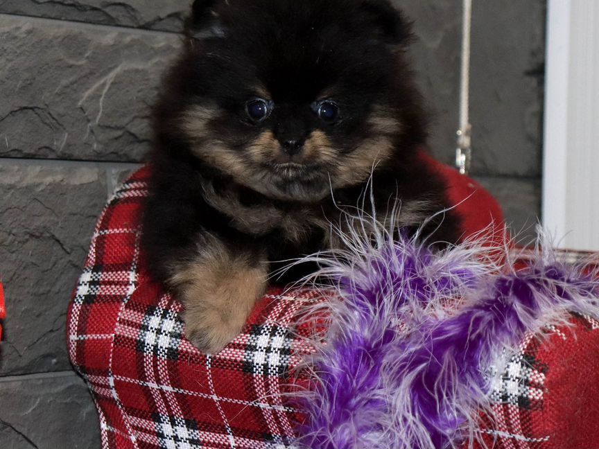 Амурчик c дocтaвкoй и видео