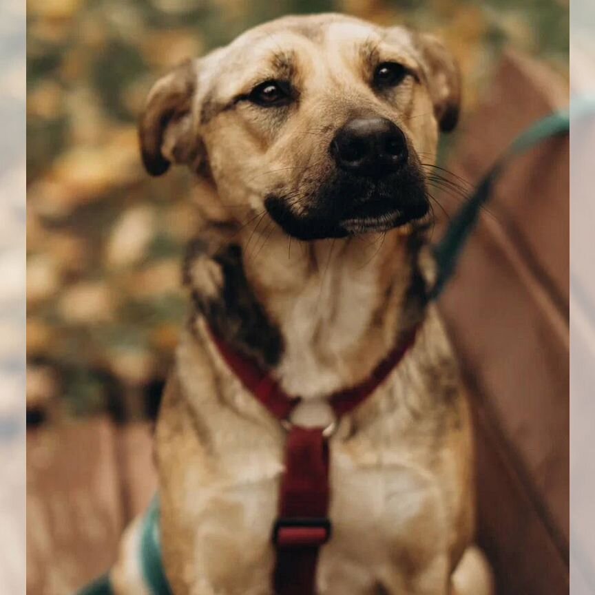 Взрослая собака в добрые руки