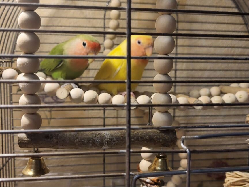 Попугай неразлучники с клеткой