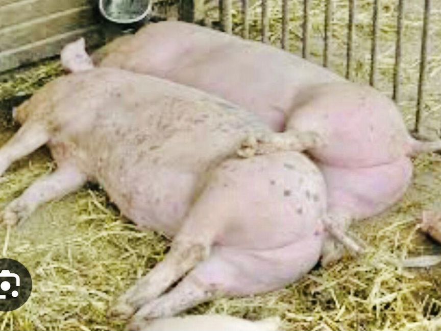 Семя Племенного хряка