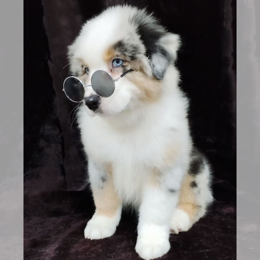 Австралийская овчарка, щенок