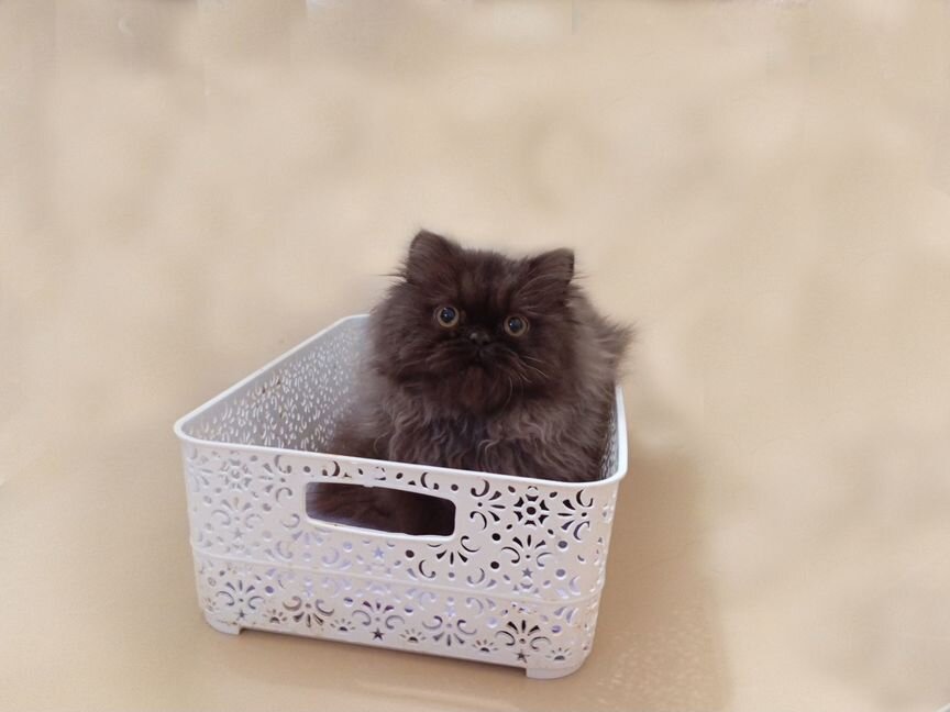 Персидские котята