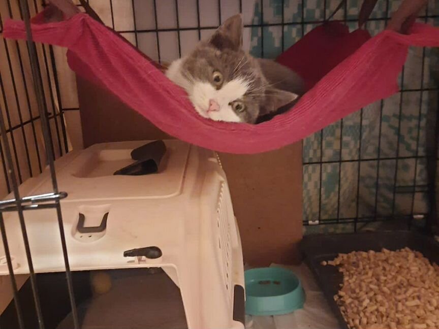 Котенок серо-белый 4 месяца