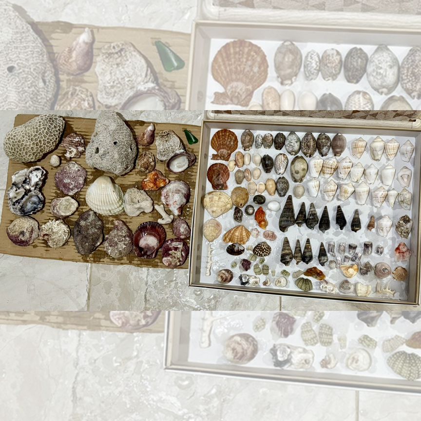 Ракугки и кораллы из занзибара(Африка)