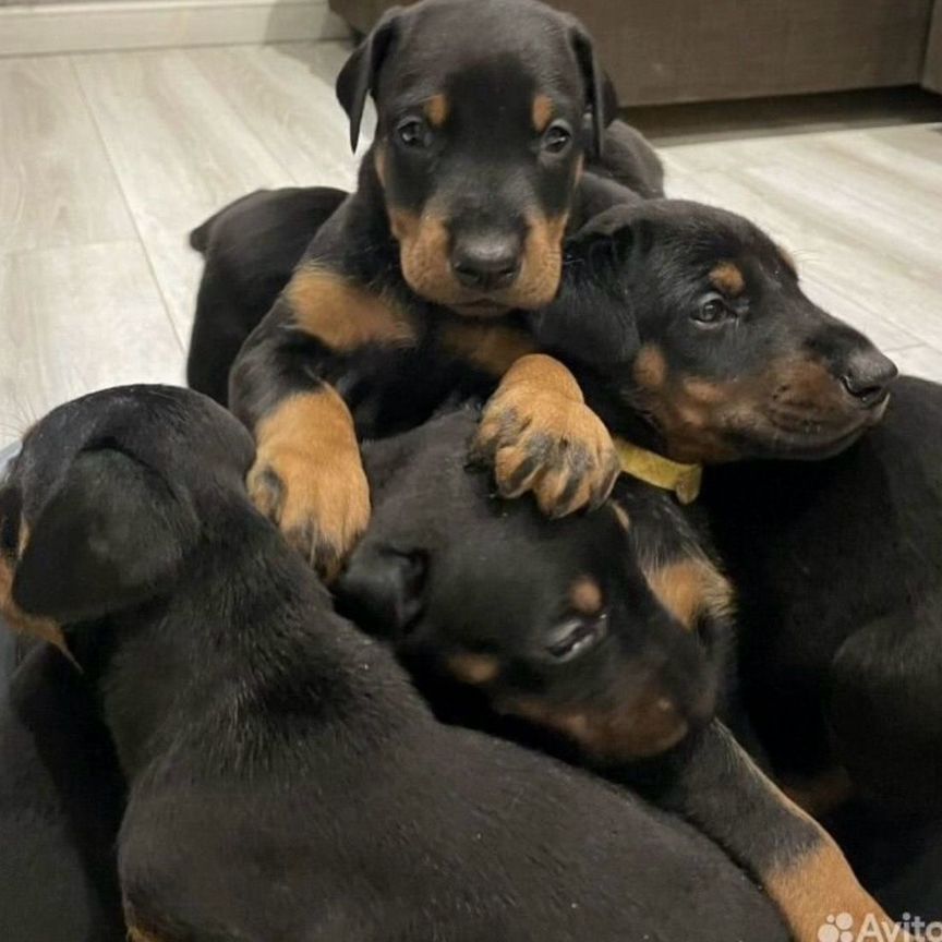 Доберман, щенок