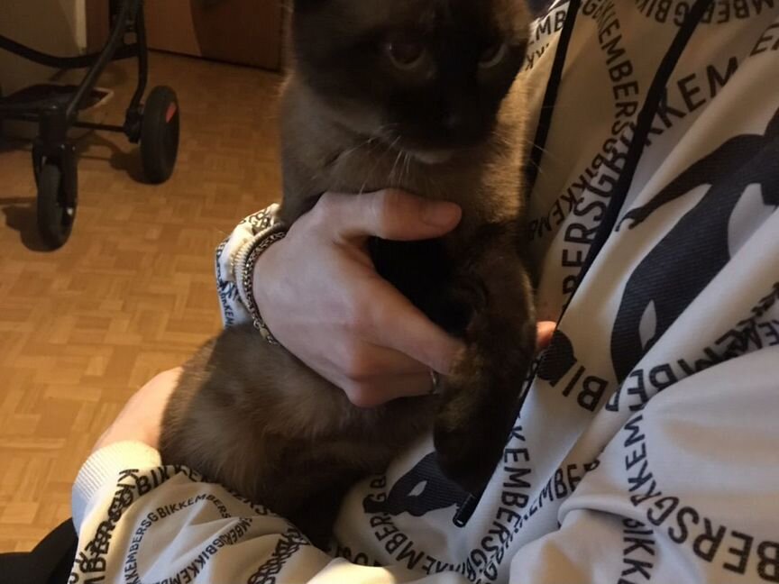 Сиамская кошечка