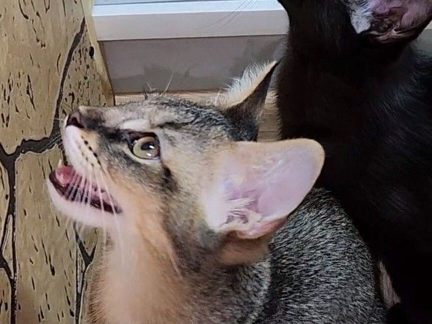 Чаузи котята