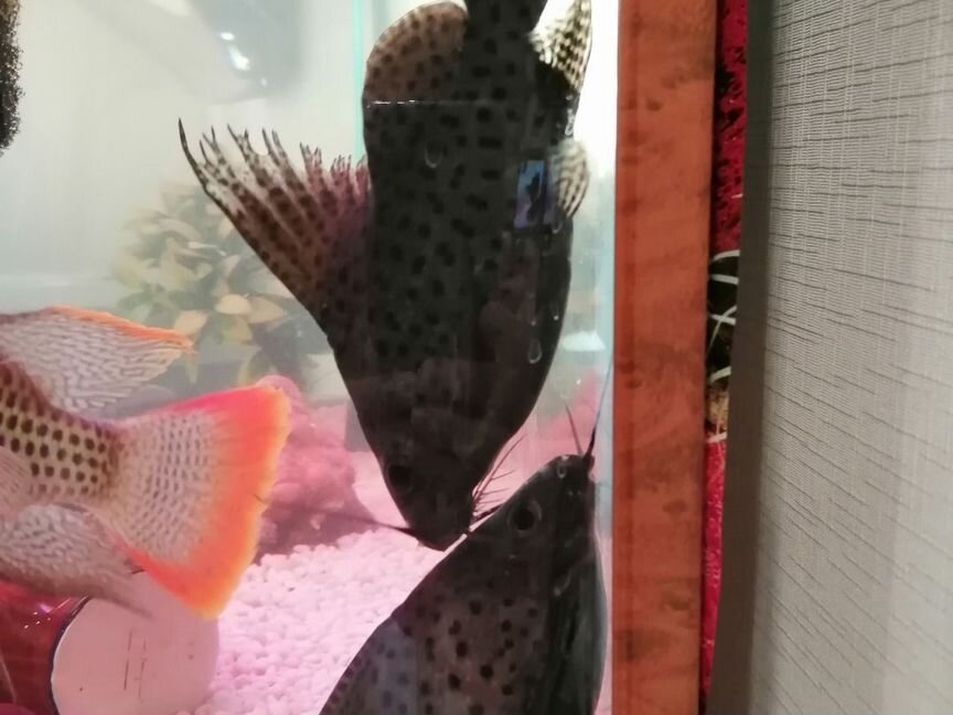 Синодонтисы вуалевый