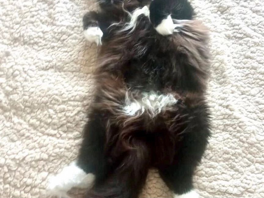Кошечка