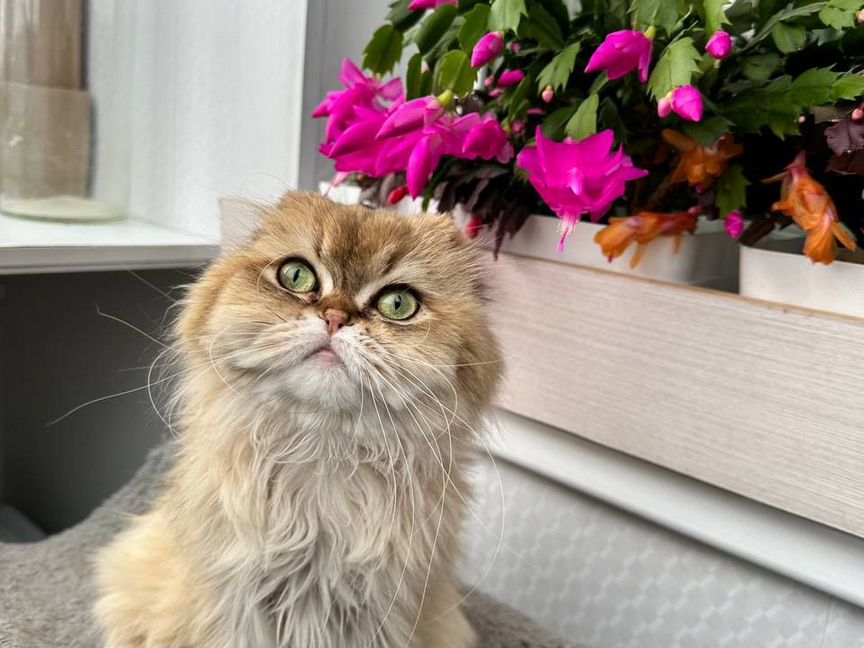 Кошечка шотландская вислоухая