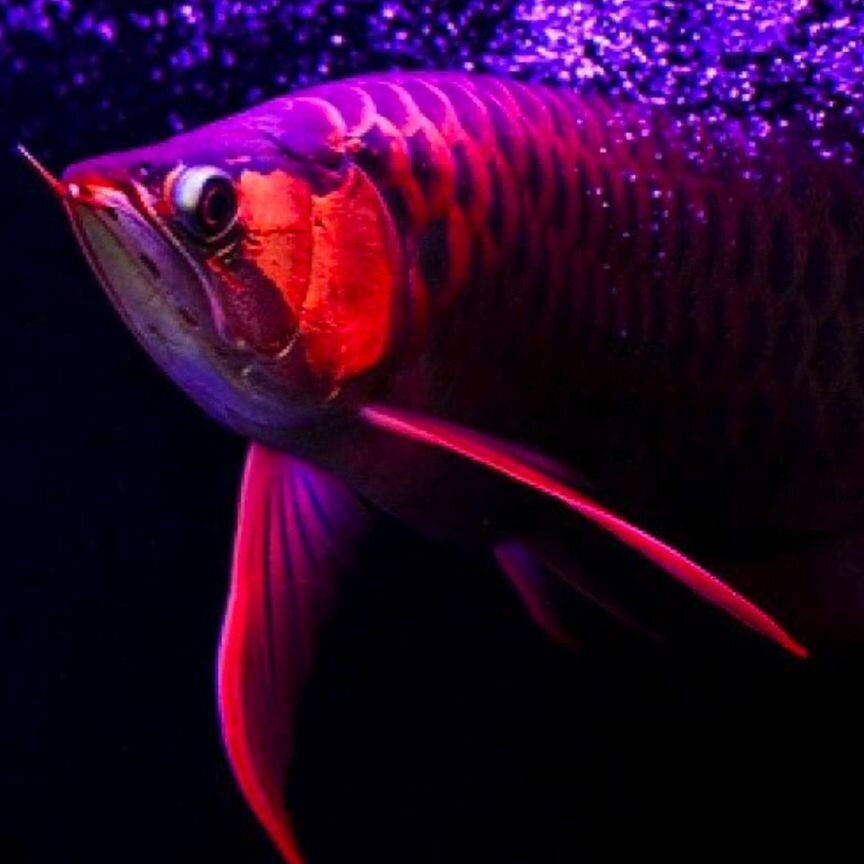 Арована золотая краснохвостая