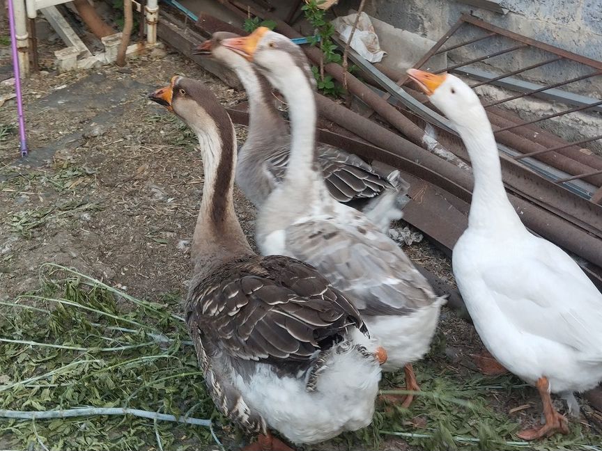 Холмогорские гуси