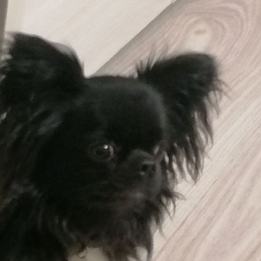 Вязка собак чихуахуа