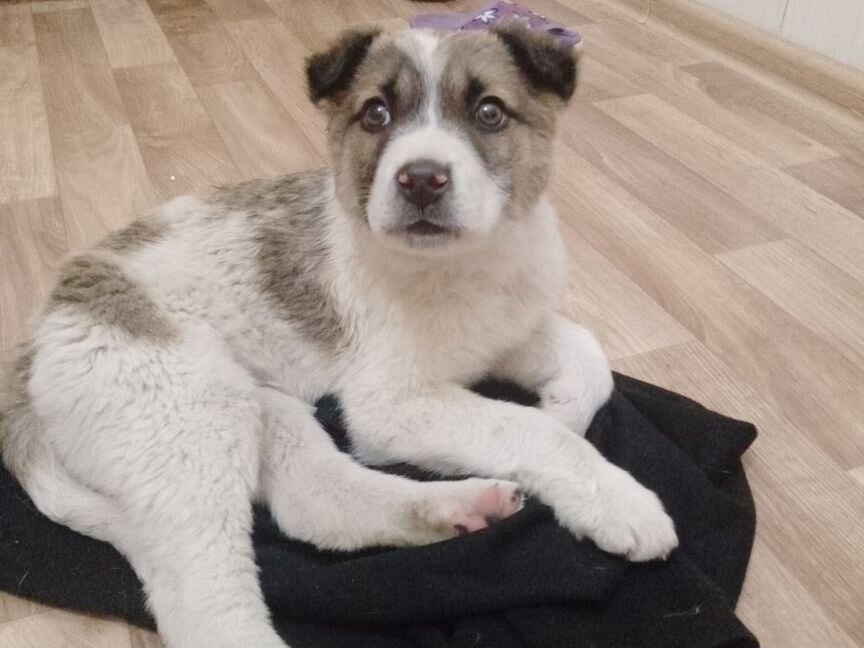 Щенок в добрые руки бесплатно