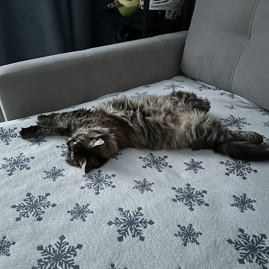 Кошка