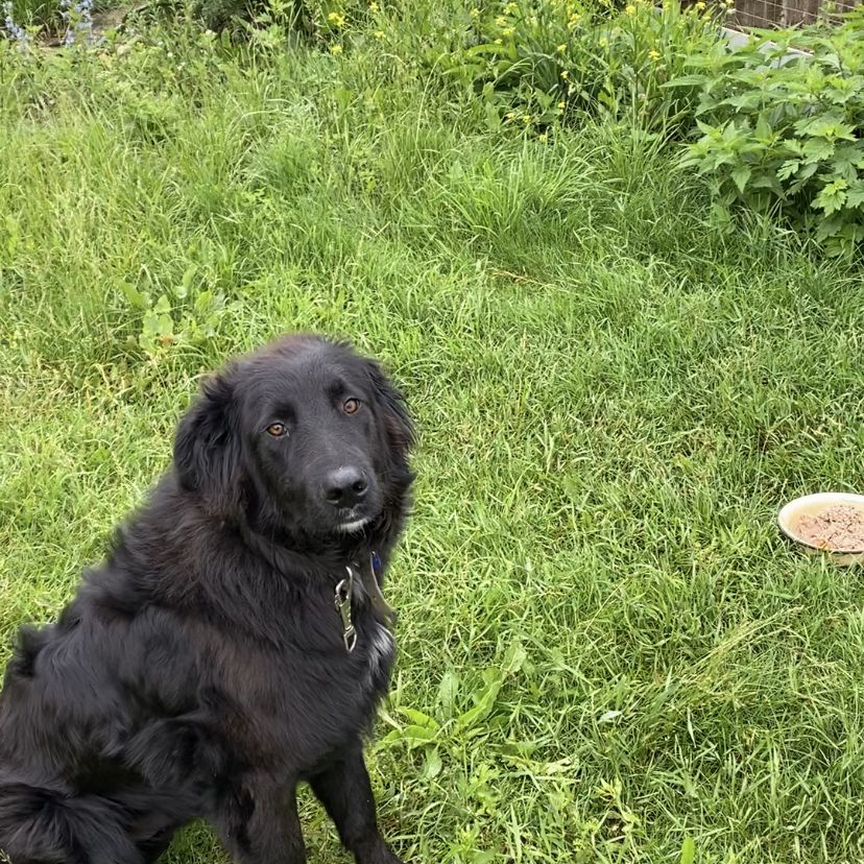 Тувинская овчарка кобель