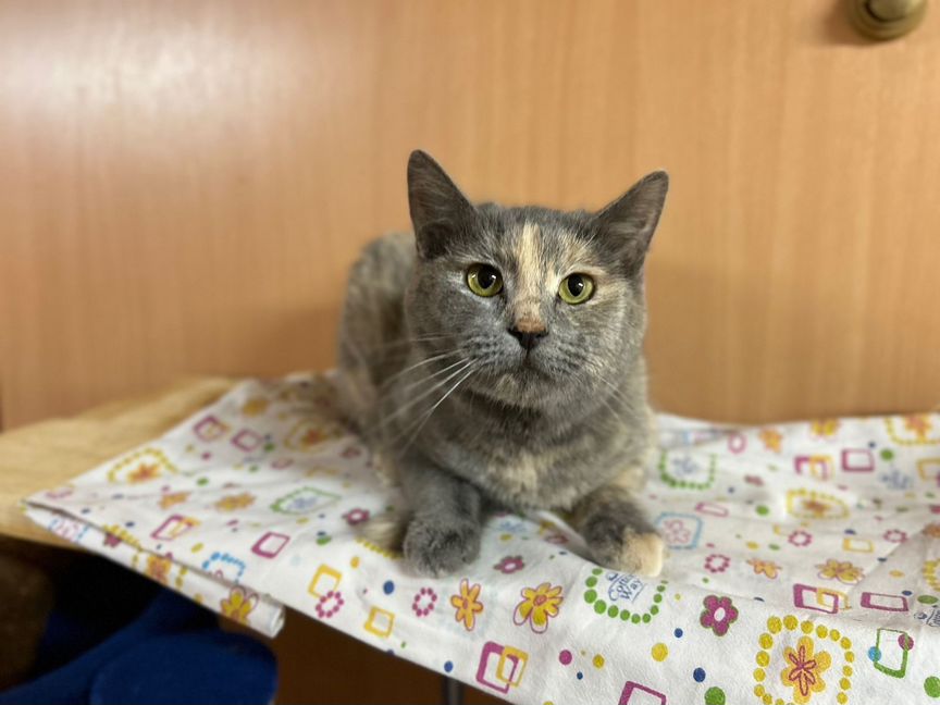 Кошечка Пятнашка в добрые руки