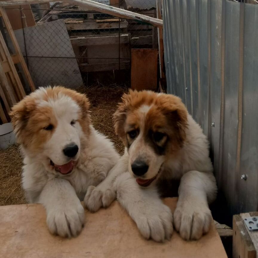 Среднеазиатская овчарка, щенок