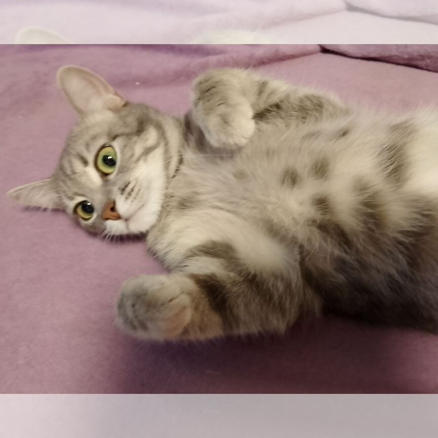 Кошка 1 год в добрые руки
