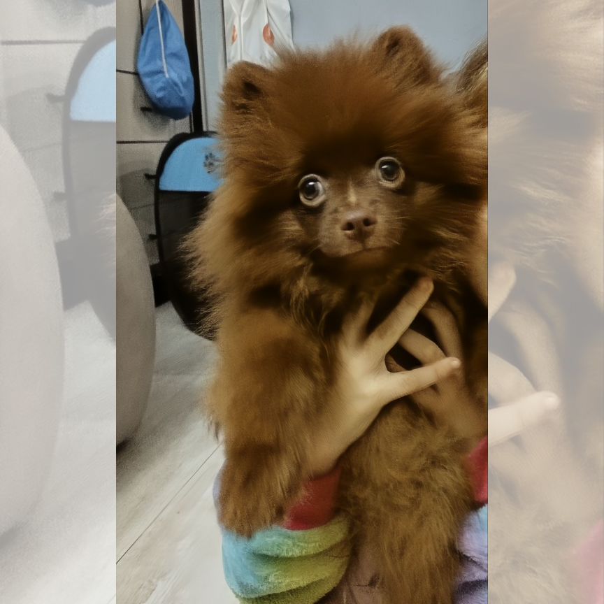 Немецкий шпиц, взрослый пёс