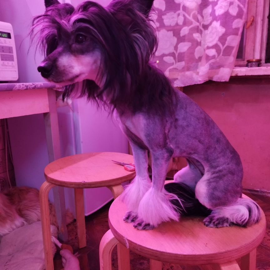 Кхс