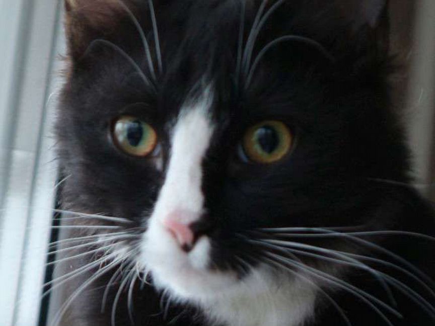 Ласковый котенок Габби., 6 месяцев
