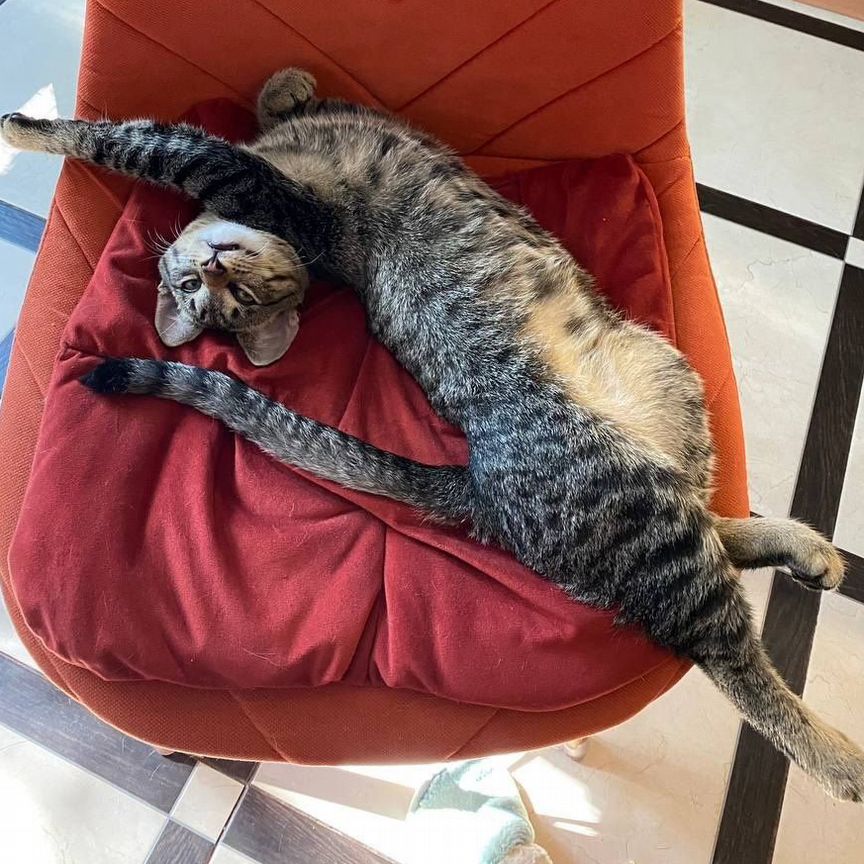 Полосатик ищет дом