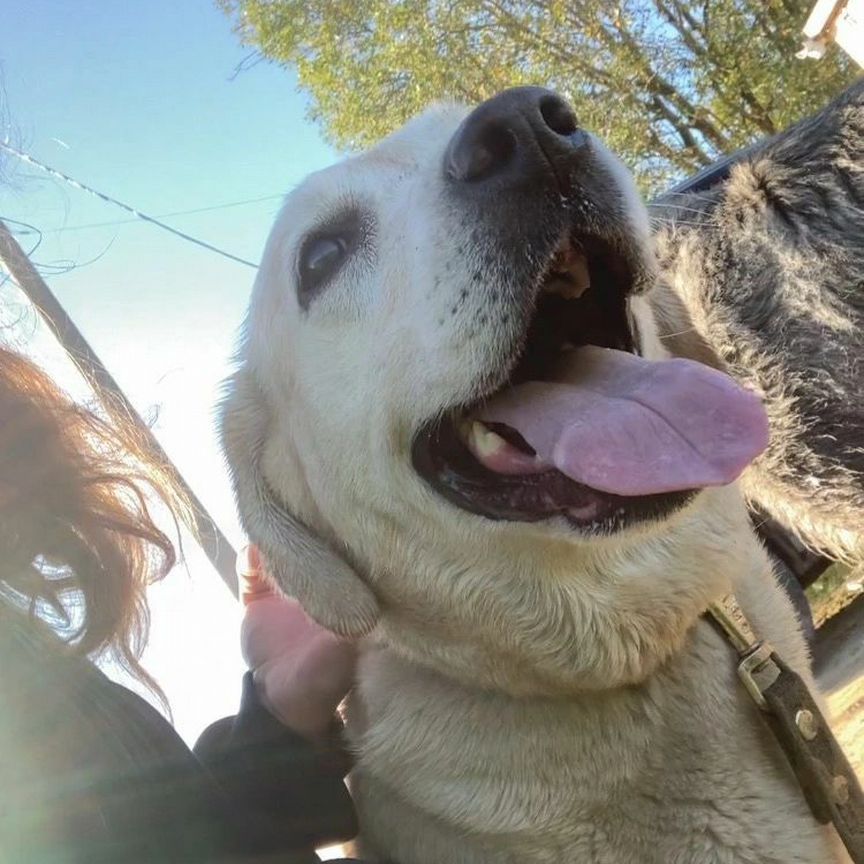 Отдам в хорошие руки Лабродора