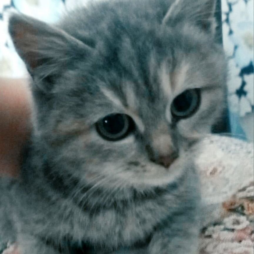 Котенок девочка около 4 месяцев в добрые руки