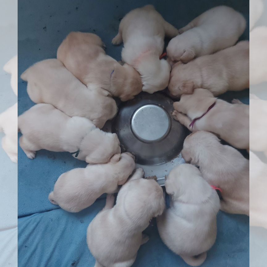 Лабрадор-ретривер, щенок