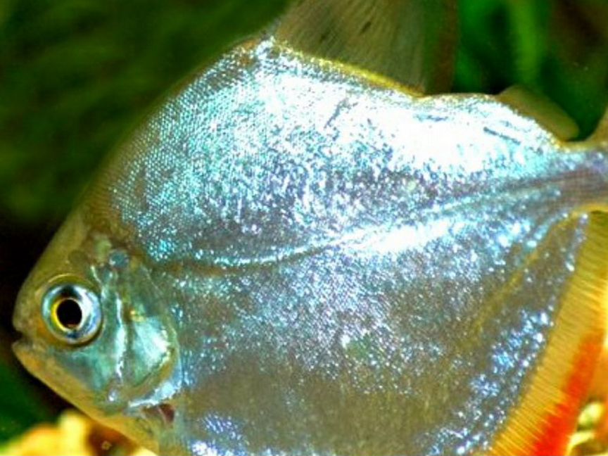 Аквариумная рыба