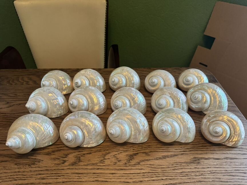 Ракушки перламутровые улитка