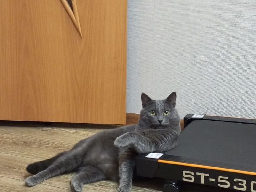 Котик в добрые руки