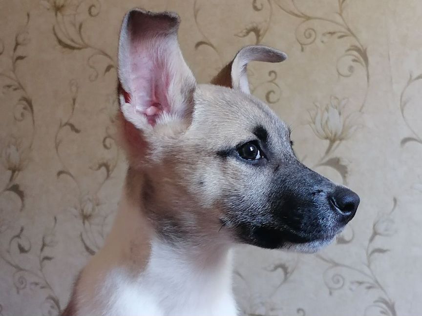 Собака в добрые руки