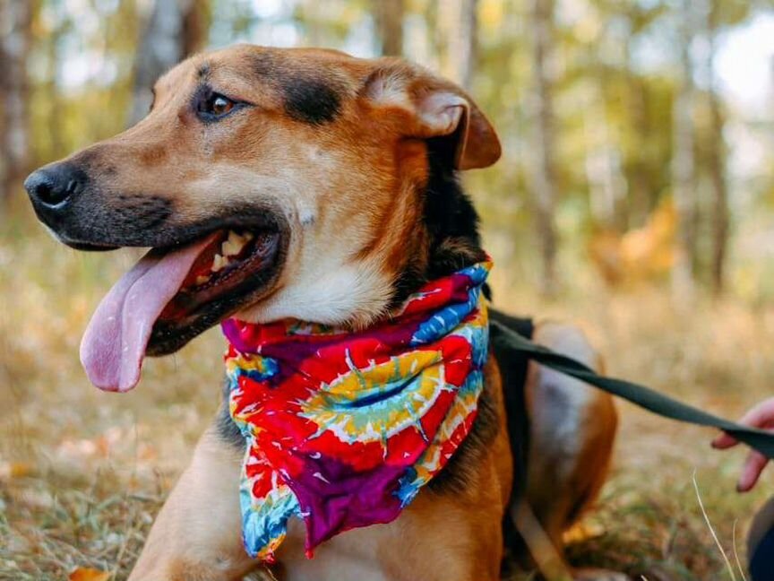 Собака в добрые руки отдам бесплатно