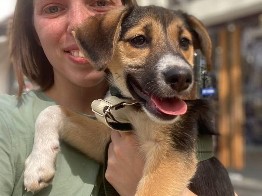 Маленькая озорная собачка