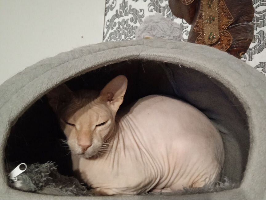 Отдам кота сфинкс. Кострат. 8 лет