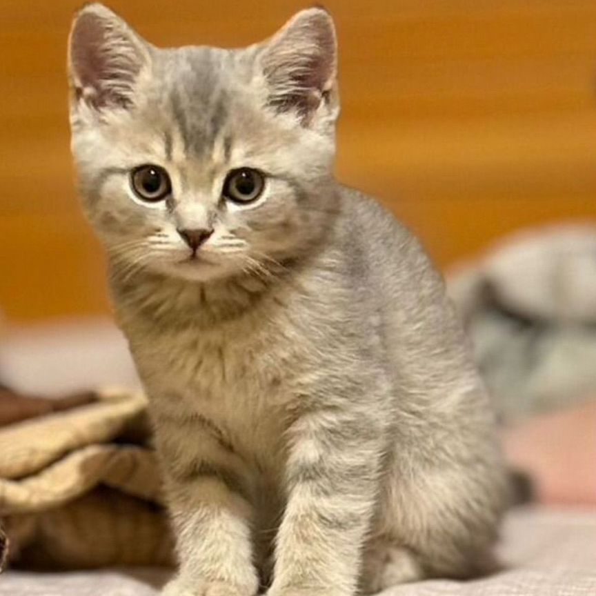 Британский котенок