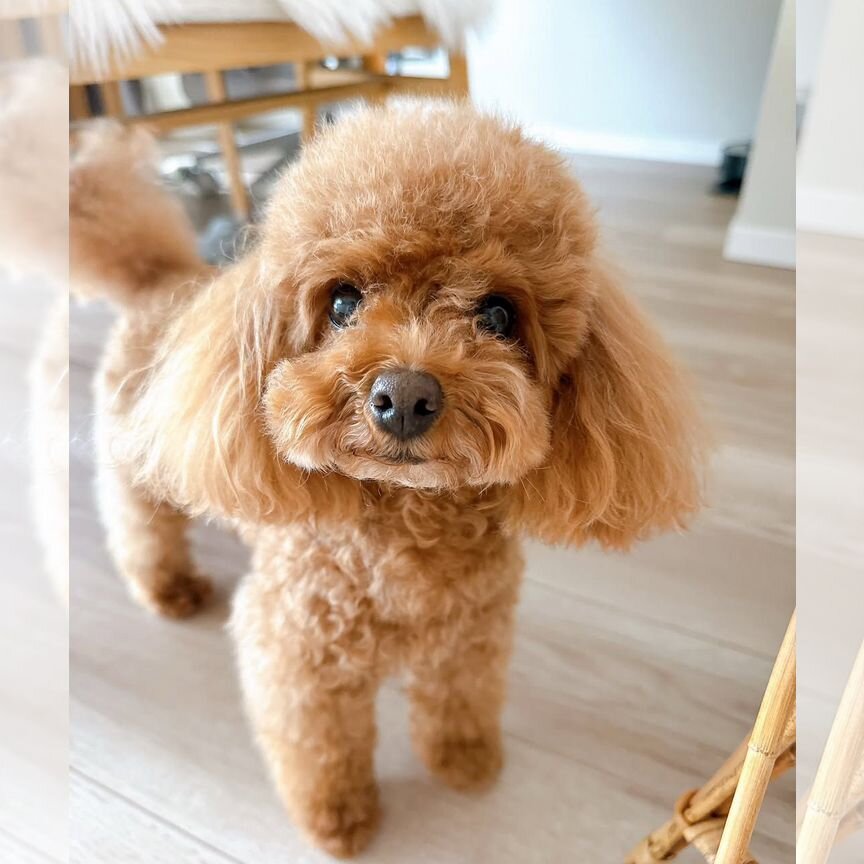 Той-пудель, щенок