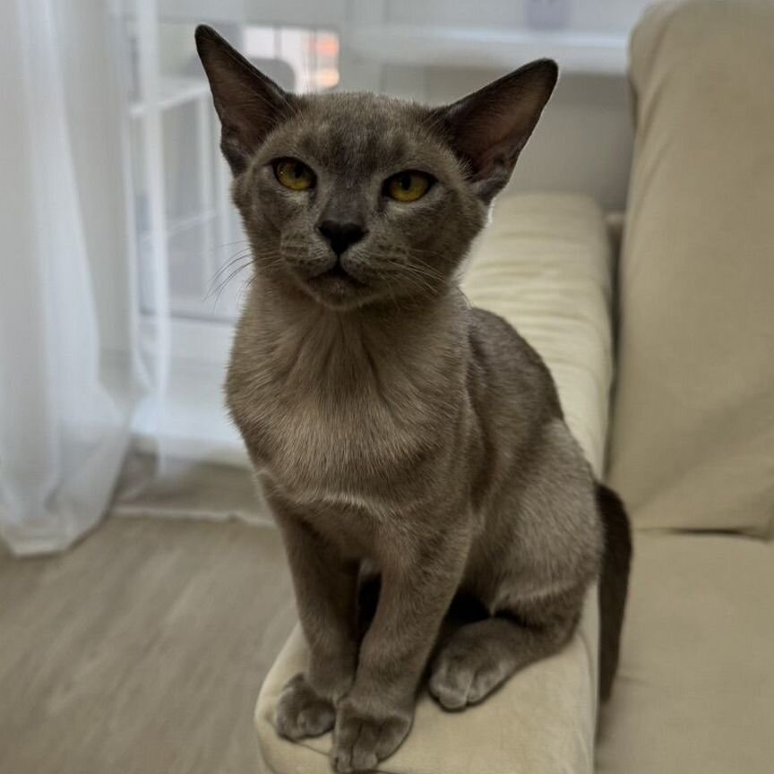 Бурманский котенок мальчик