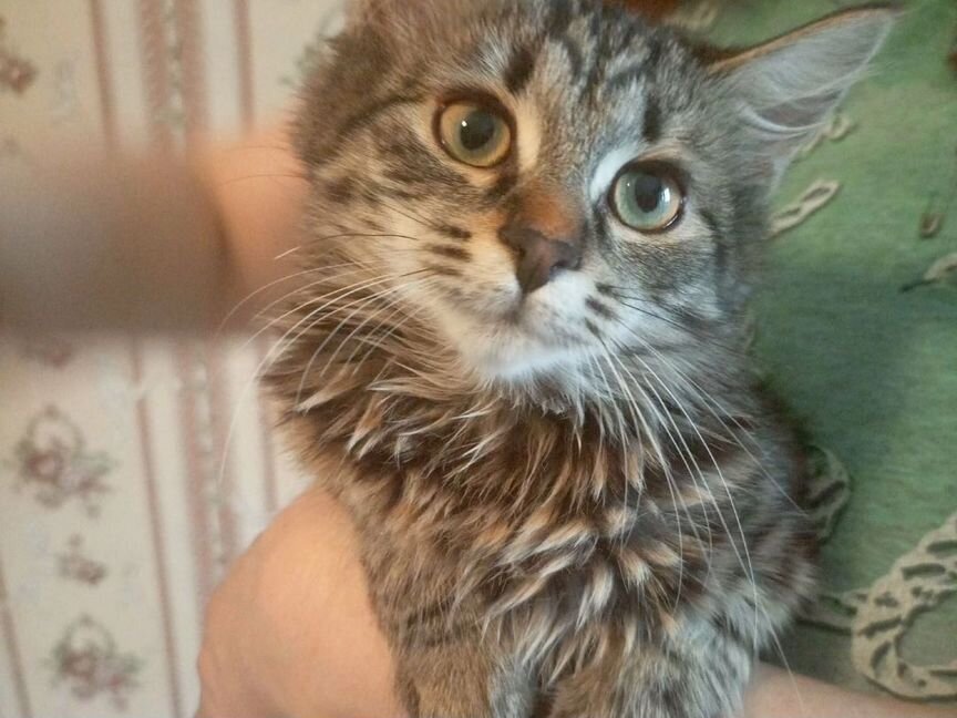 Кошечка Нюша