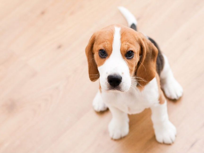 Продается щенок