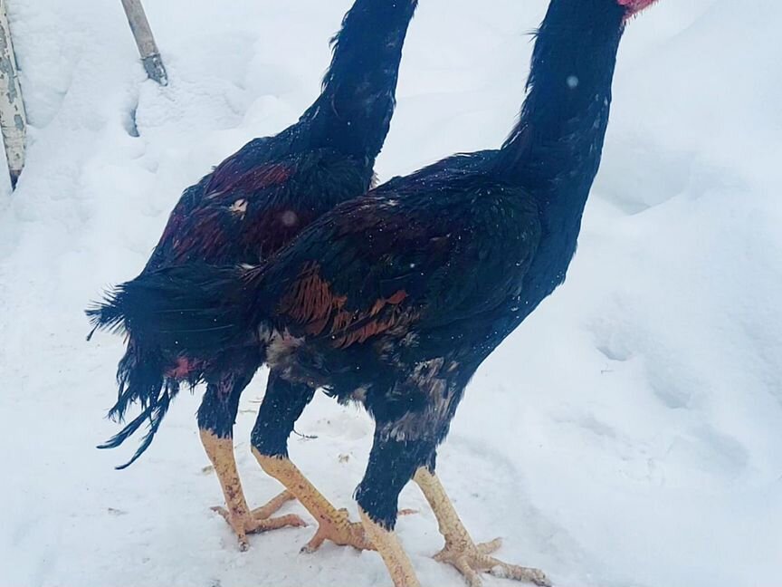 Бойцовый петух Дакан