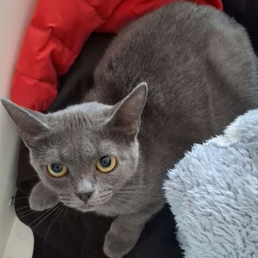 Британский короткошёрстный котёнок