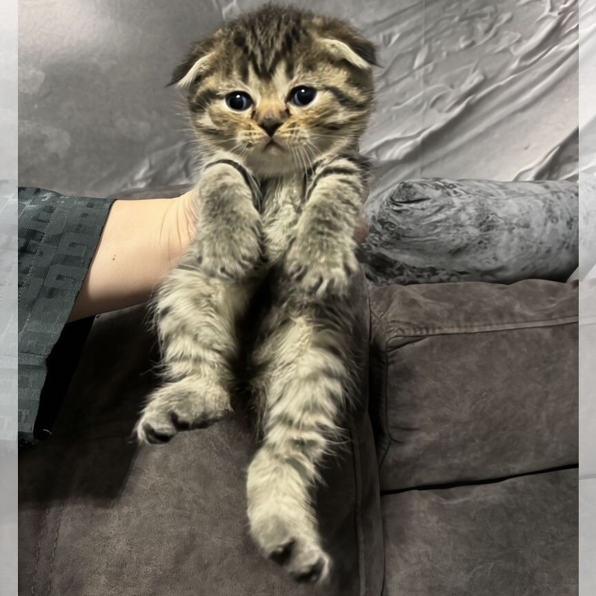 Британский короткошёрстный котёнок