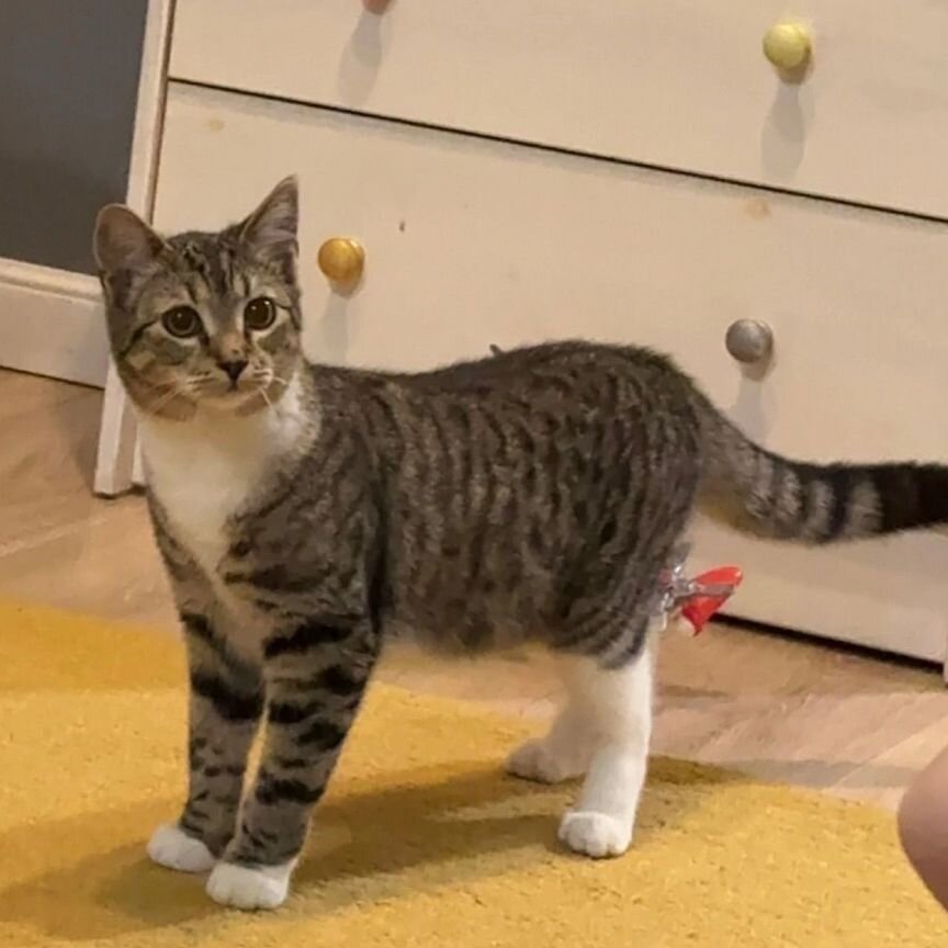 Котик с толстым хвостом