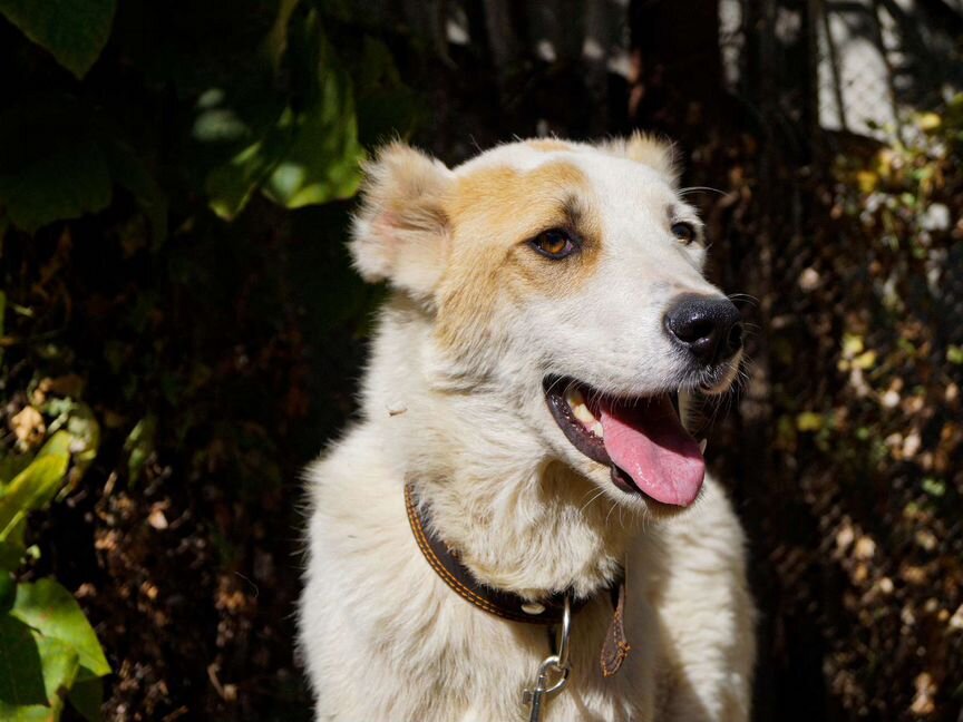 Собака Фортуна в добрые руки